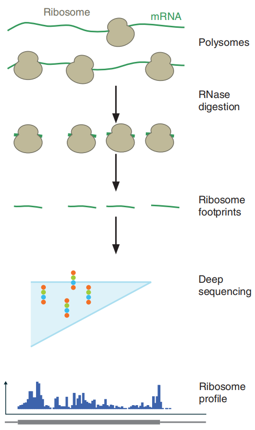 武汉伯远生物Ribo-seq分析报告